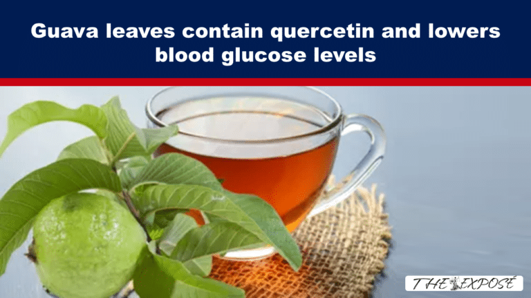 Guava leaves contain quercetin and lowers blood glucose levels - The Expose